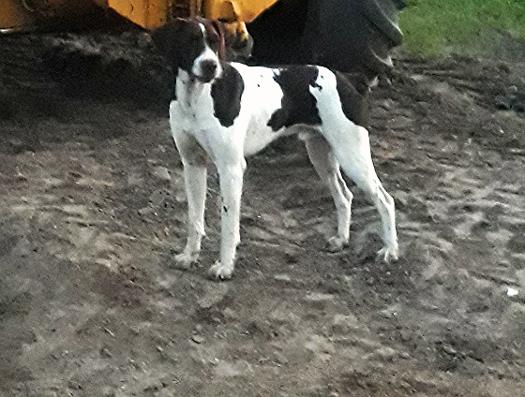 FenlanderGundogs.co.uk