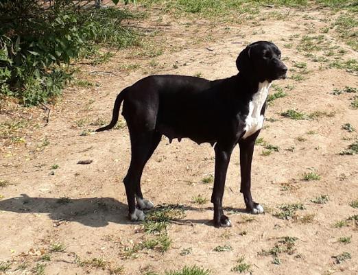 FenlanderGundogs.co.uk