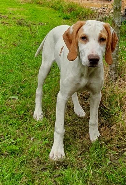 FenlanderGundogs.co.uk