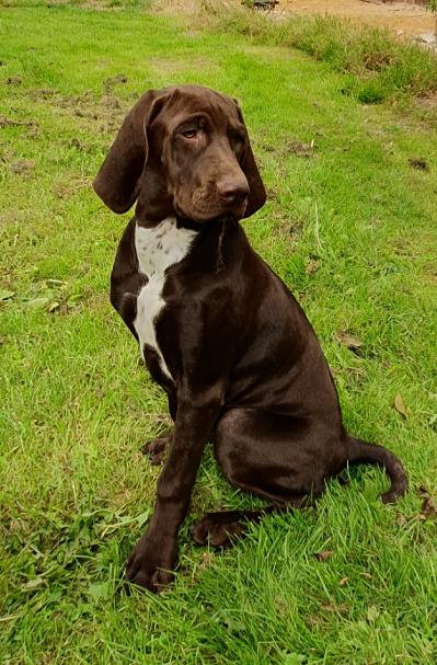 FenlanderGundogs.co.uk