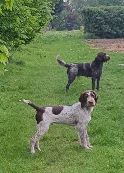 FenlanderGundogs.co.uk