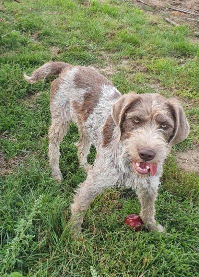 FenlanderGundogs.co.uk