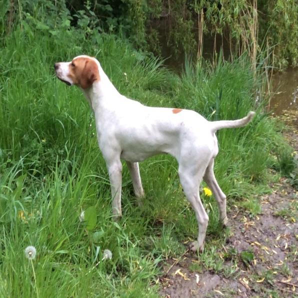 FenlanderGundogs.co.uk