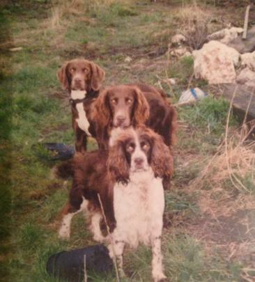 FenlanderGundogs.co.uk