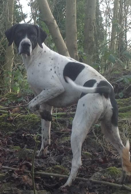 FenlanderGundogs.co.uk