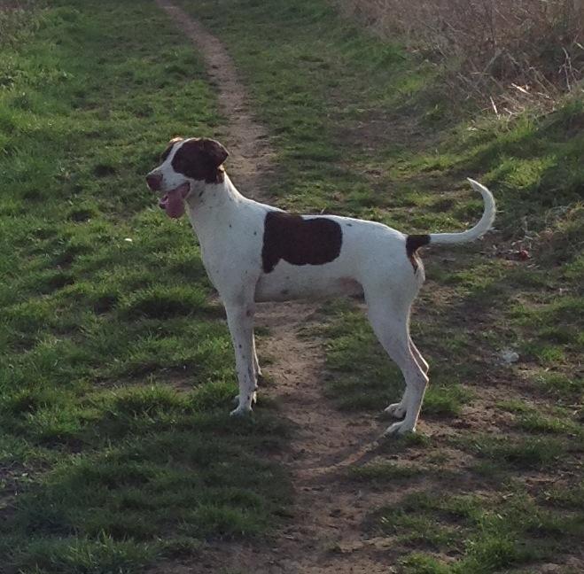 FenlanderGundogs.co.uk